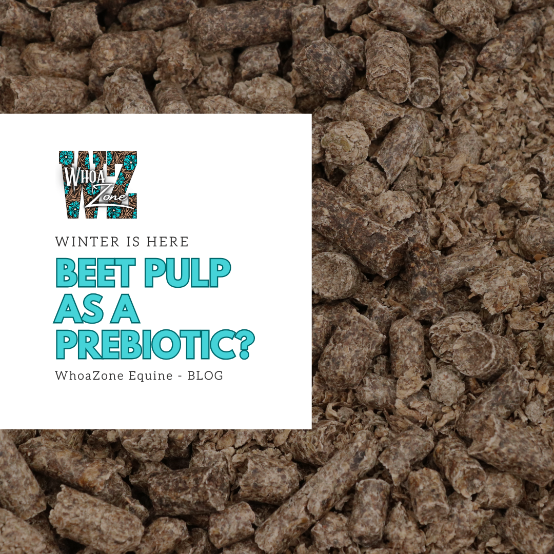 WZ BLOG: Beet Pulp As Prebiotic - WhoaZone