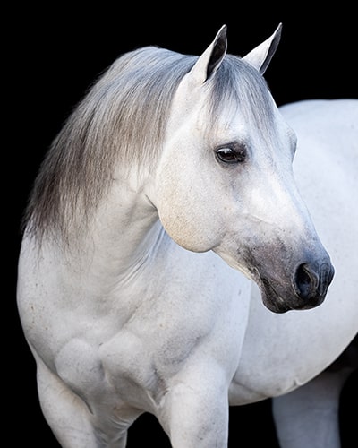 Two Legitt: A Homozygous Roan Stallion with Timeless Genetics and ...