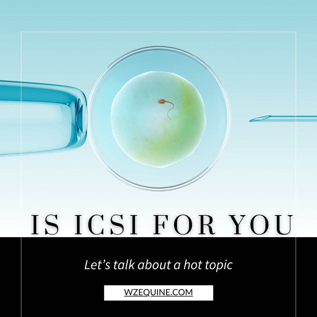 Let's talk about ICSI... - WhoaZone